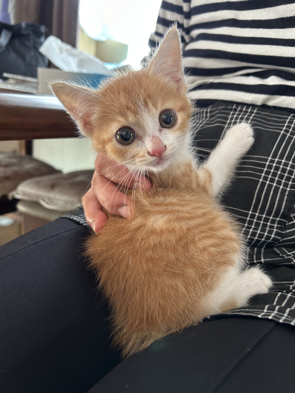 「人も猫も大好きな甘えん坊...」東京都 - 猫の里親募集(516751) 4枚目の画像 :: ペットのおうち【里親決定25万頭！】