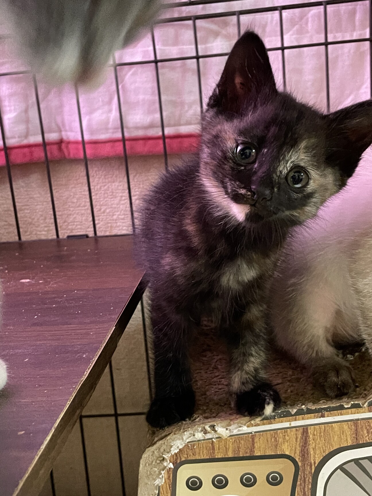 「コロコロな身体♡くるみち...」東京都 - 猫の里親募集(516697) 2枚目の画像 :: ペットのおうち【里親決定25万頭！】