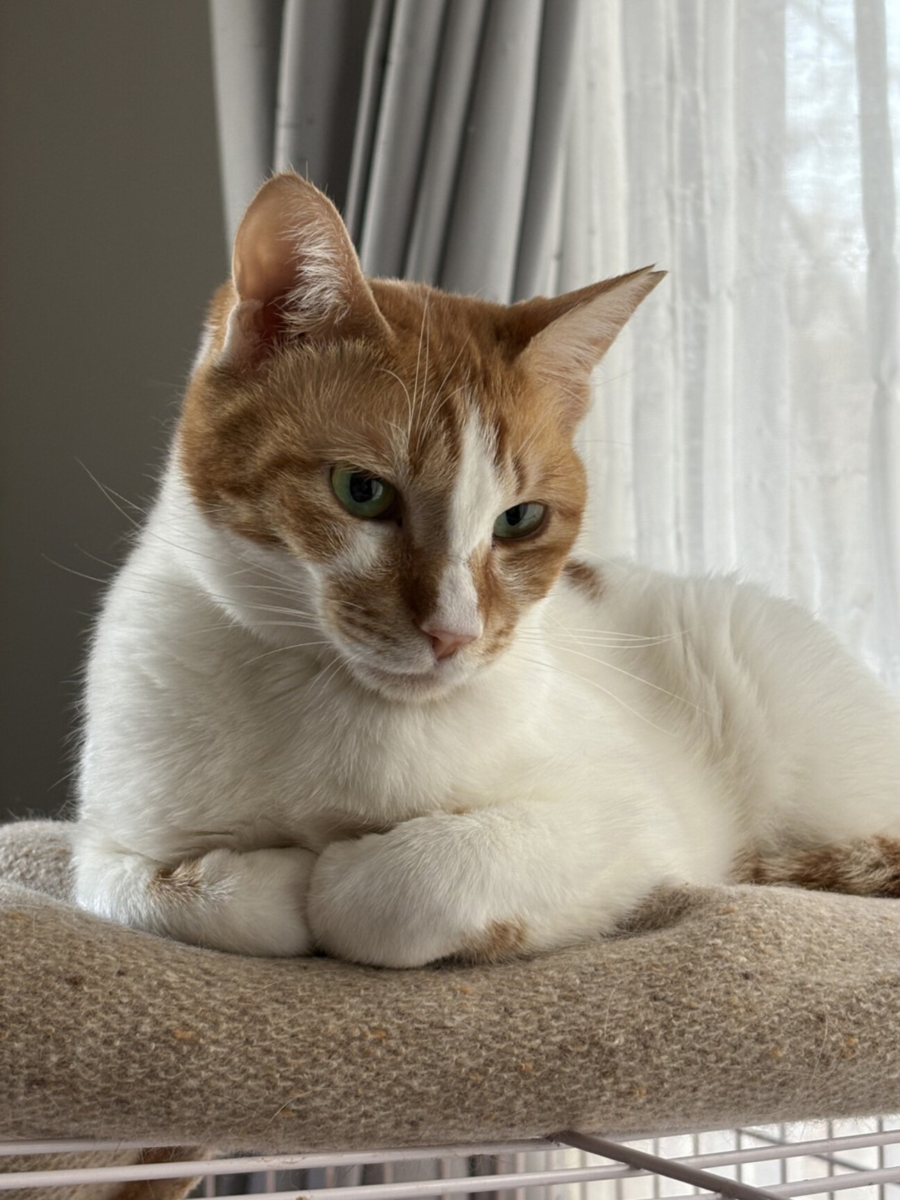 「人慣れしてきた♀茶白猫さ...」東京都 - 猫の里親募集(517676) :: ペットのおうち【里親決定29万頭！】