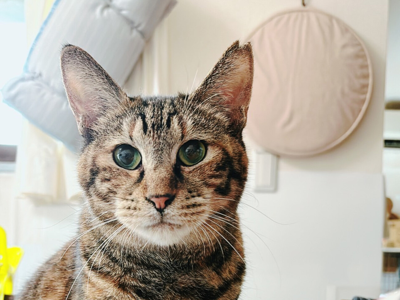 「ペコちゃん約2歳♀不思議...」東京都 - 猫の里親募集(517847) :: ペットのおうち【里親決定29万頭！】