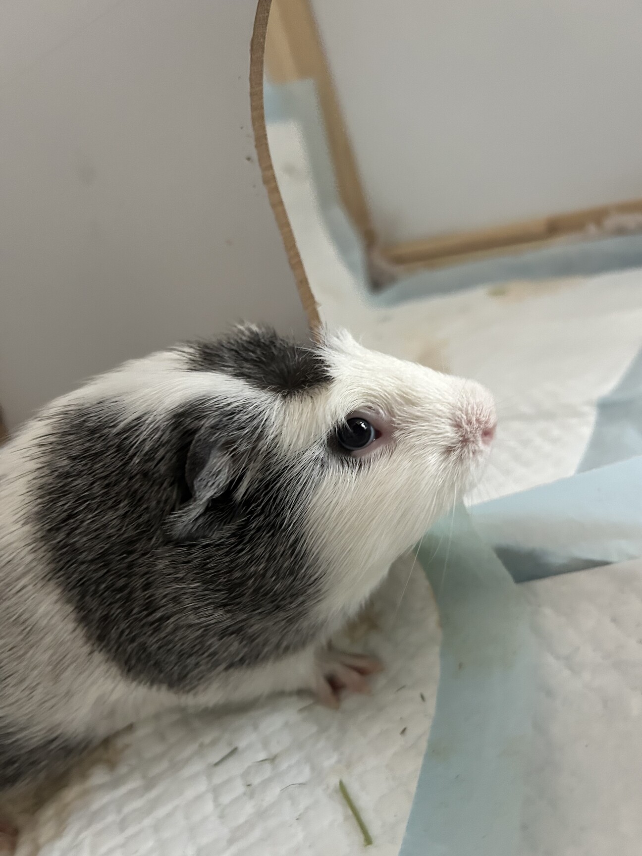 「モルモット 男の子」大阪府 - 小動物の里親募集(518129) :: ペットのおうち【里親決定29万頭！】