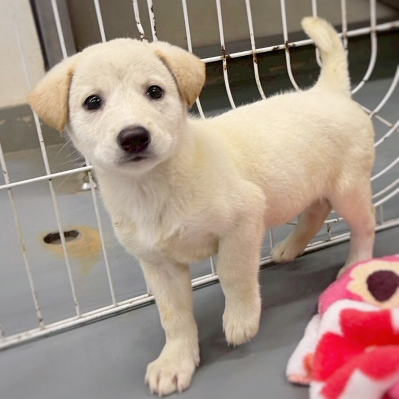 相談中】かわいい子犬 ...」岡山県 - 犬の里親募集(518670) :: ペットのおうち【里親決定29万頭！】