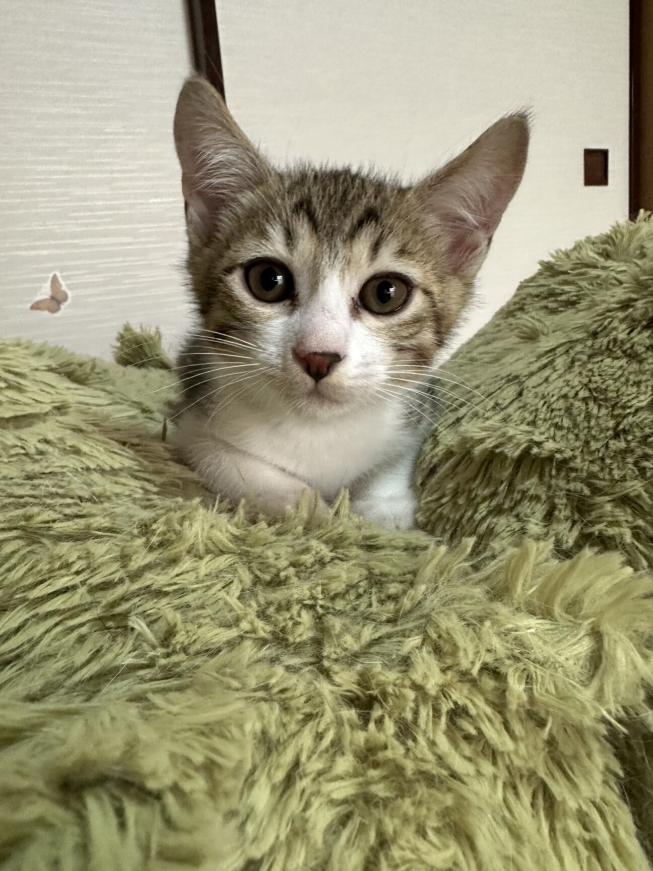 「遊ぶ食べる寝るのが大好き...」山梨県 - 猫の里親募集(519015) :: ペットのおうち【里親決定29万頭！】