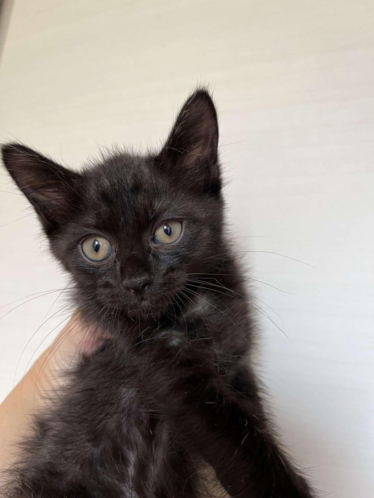 「はなちゃんベビーのしずく...」香川県 - 猫の里親募集(519127) :: ペットのおうち【里親決定29万頭！】