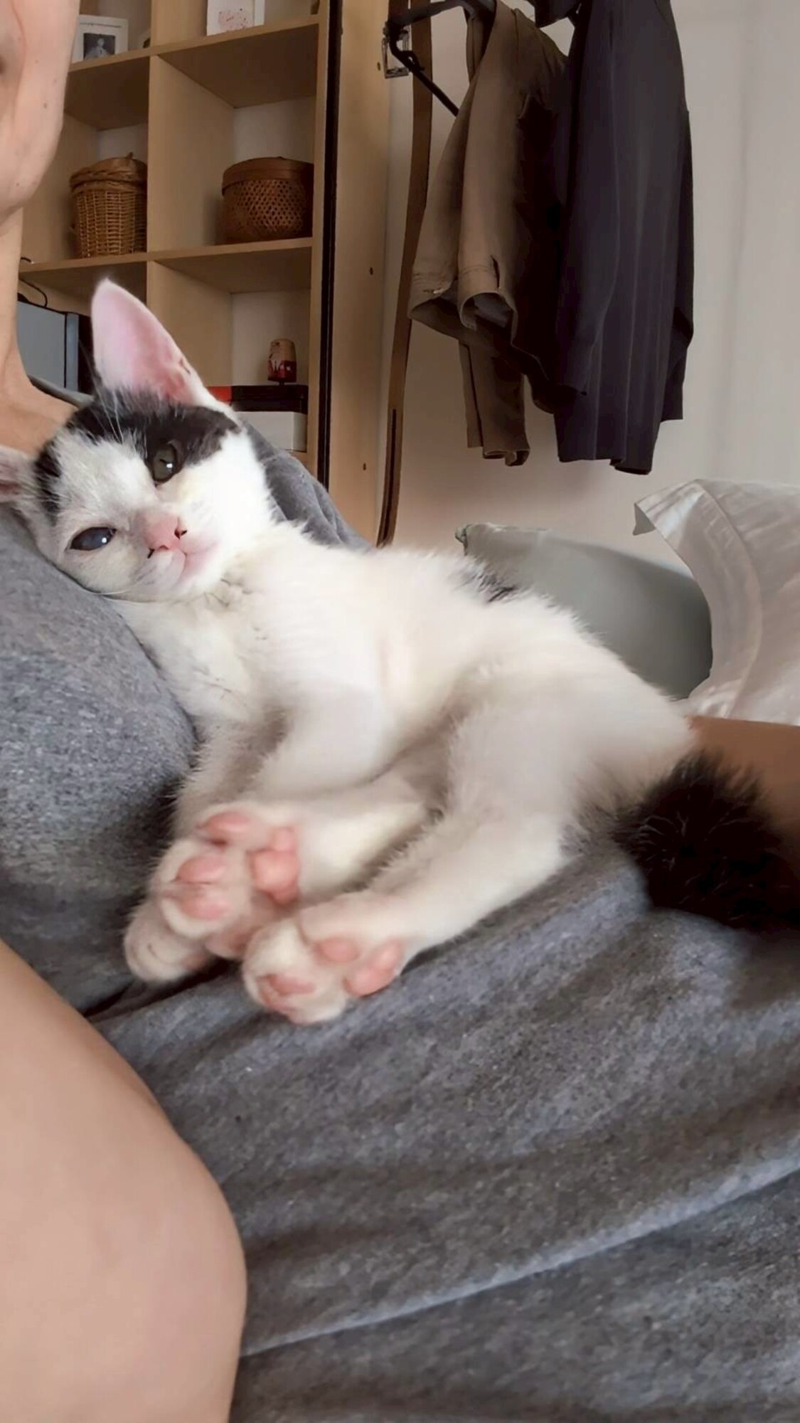 「ユニークな魅力をもつ♡は...」岐阜県 - 猫の里親募集(519862) :: ペットのおうち【里親決定29万頭！】