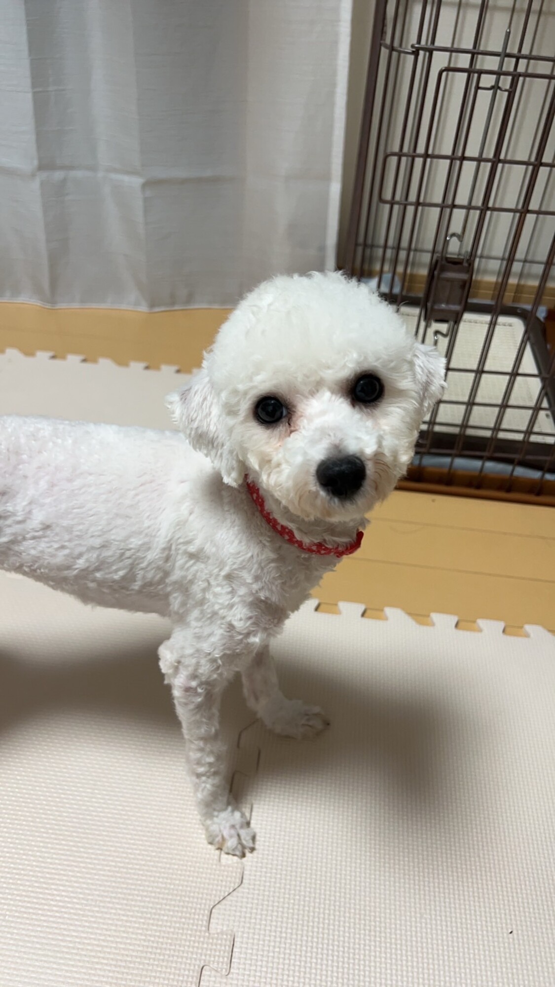 「モデルの様にスタイル抜群...」埼玉県 - 犬の里親募集(520084) :: ペットのおうち【里親決定29万頭！】