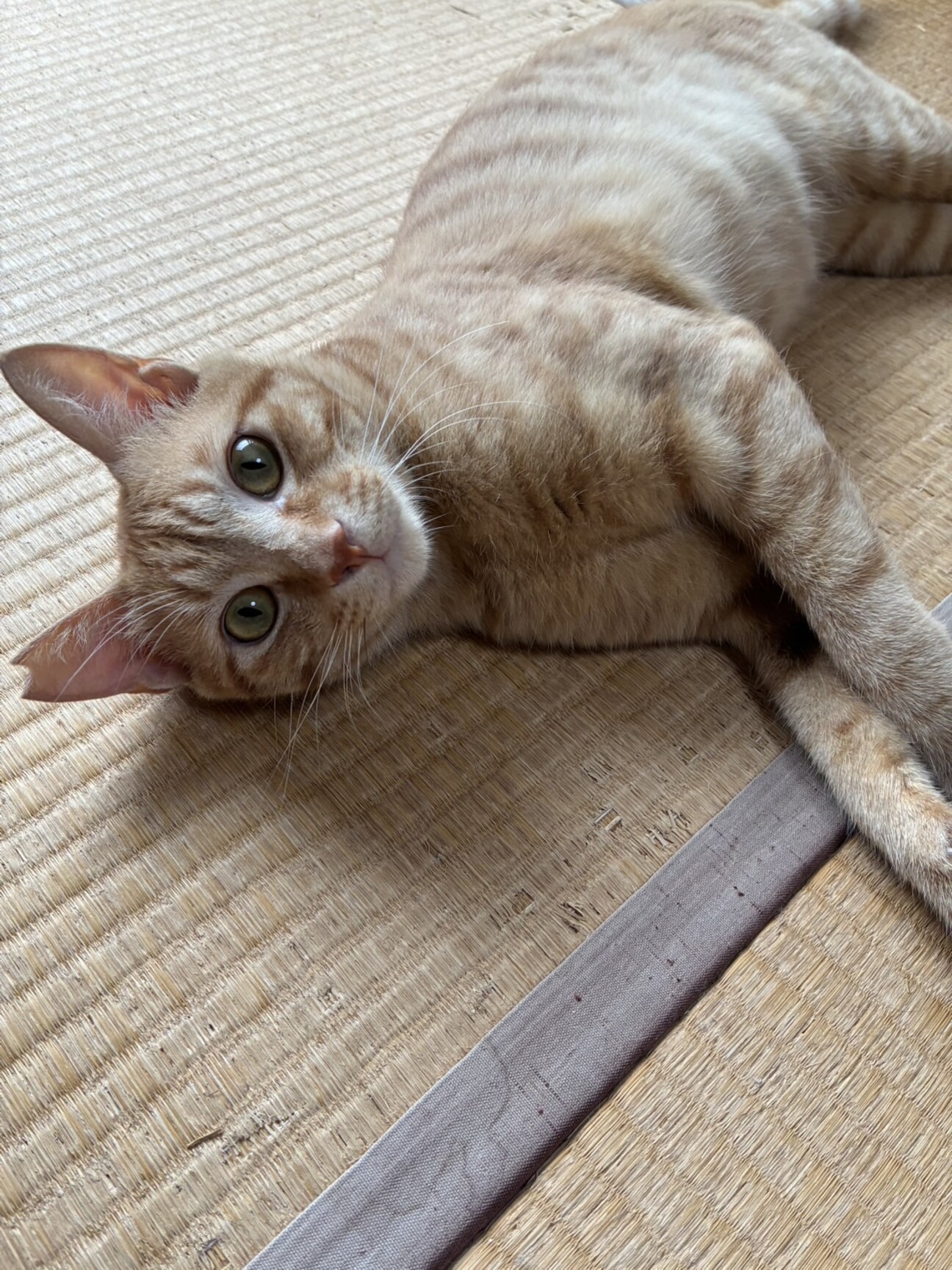 「人馴れ抜群！元気いっぱい...」東京都 - 猫の里親募集(520220) :: ペットのおうち【里親決定29万頭！】