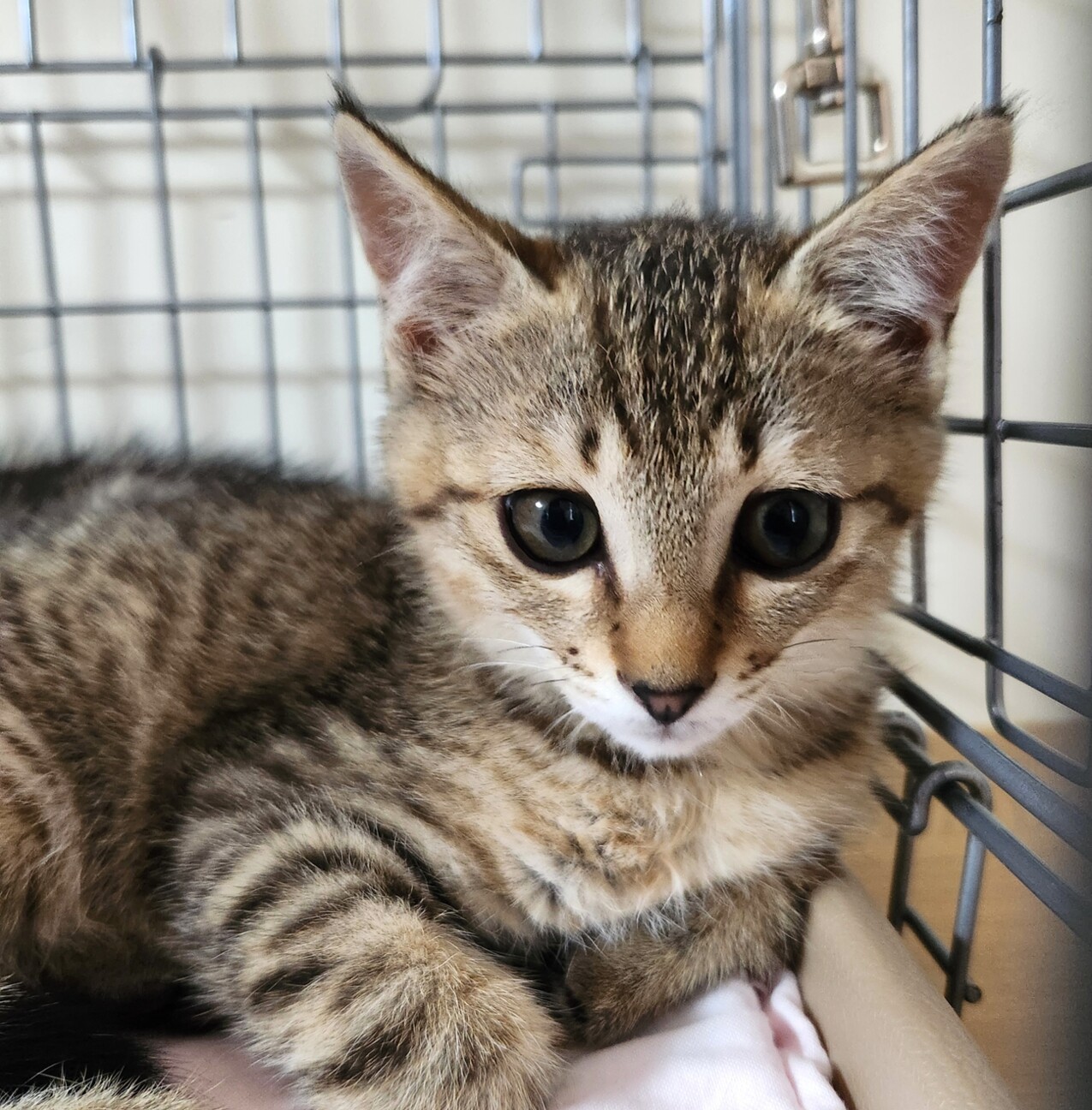 ˚子猫がいっぱい♪...」（ぱな保護猫活動のイベント #26352） :: ペットのおうち【里親決定29万頭！】