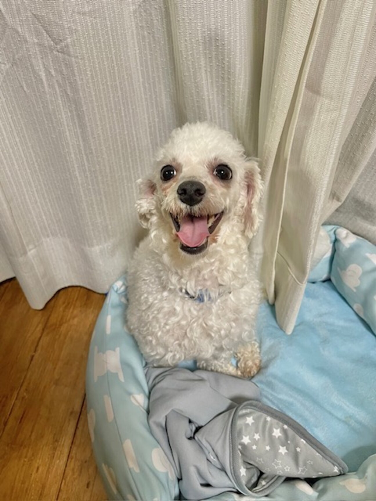 「控え目だけど本当は甘えた...」埼玉県 - 犬の里親募集(521136) :: ペットのおうち【里親決定29万頭！】