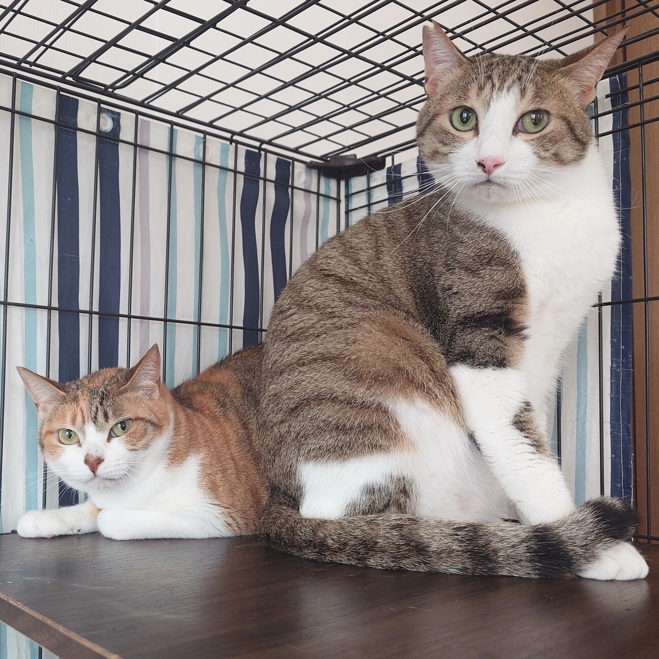 8/3大崎】小顔のイケ...」東京都 - 猫の里親募集(521185) :: ペットのおうち【里親決定29万頭！】