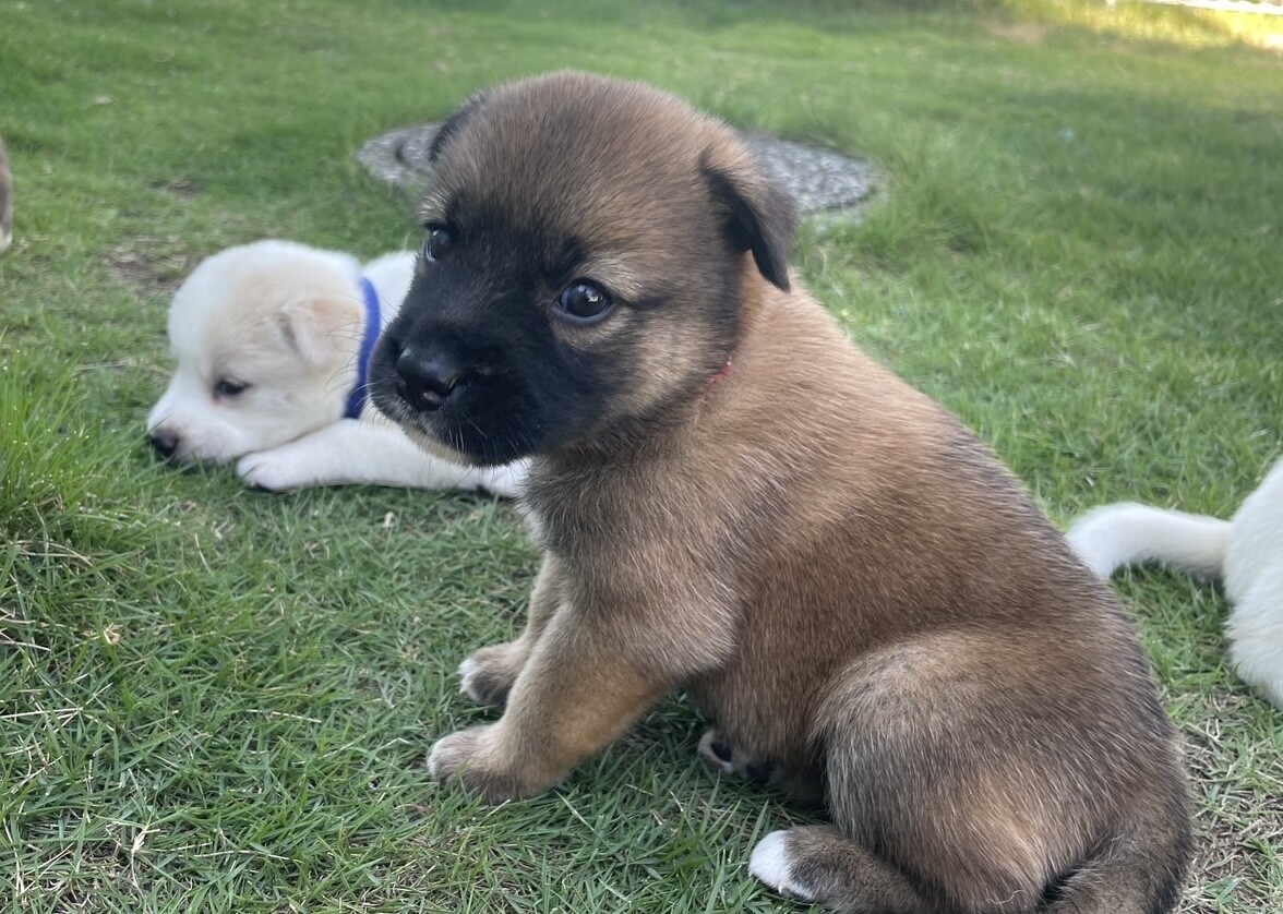 里親様決定】うらん♀の...」神奈川県 - 犬の里親募集(521225) 2枚目の画像 :: ペットのおうち【里親決定25万頭！】