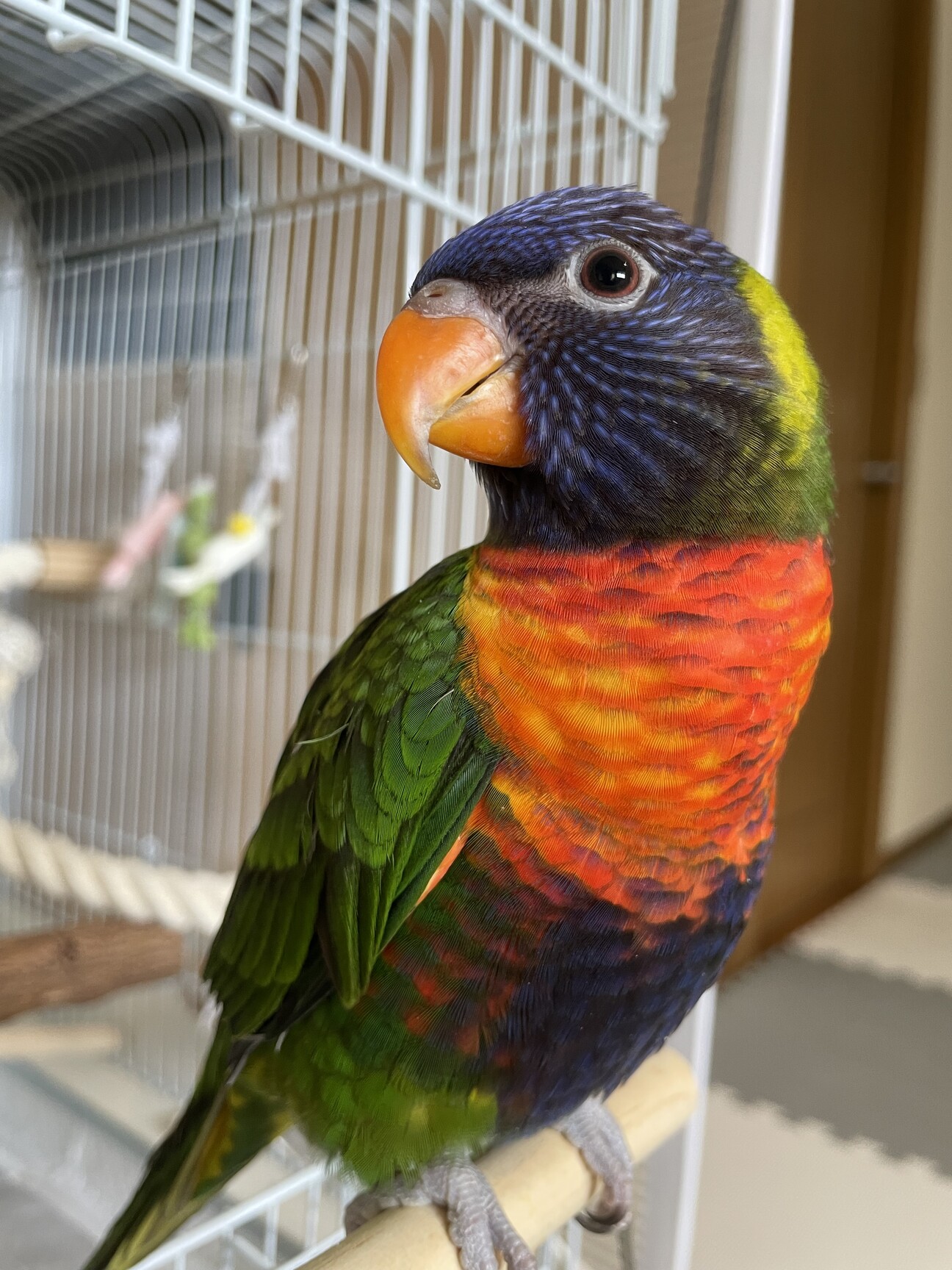 「ゴシキセイガイインコ里親様募集」広島県 - 鳥の里親募集(521307) 4枚目の画像 :: ペットのおうち【里親決定25万頭！】