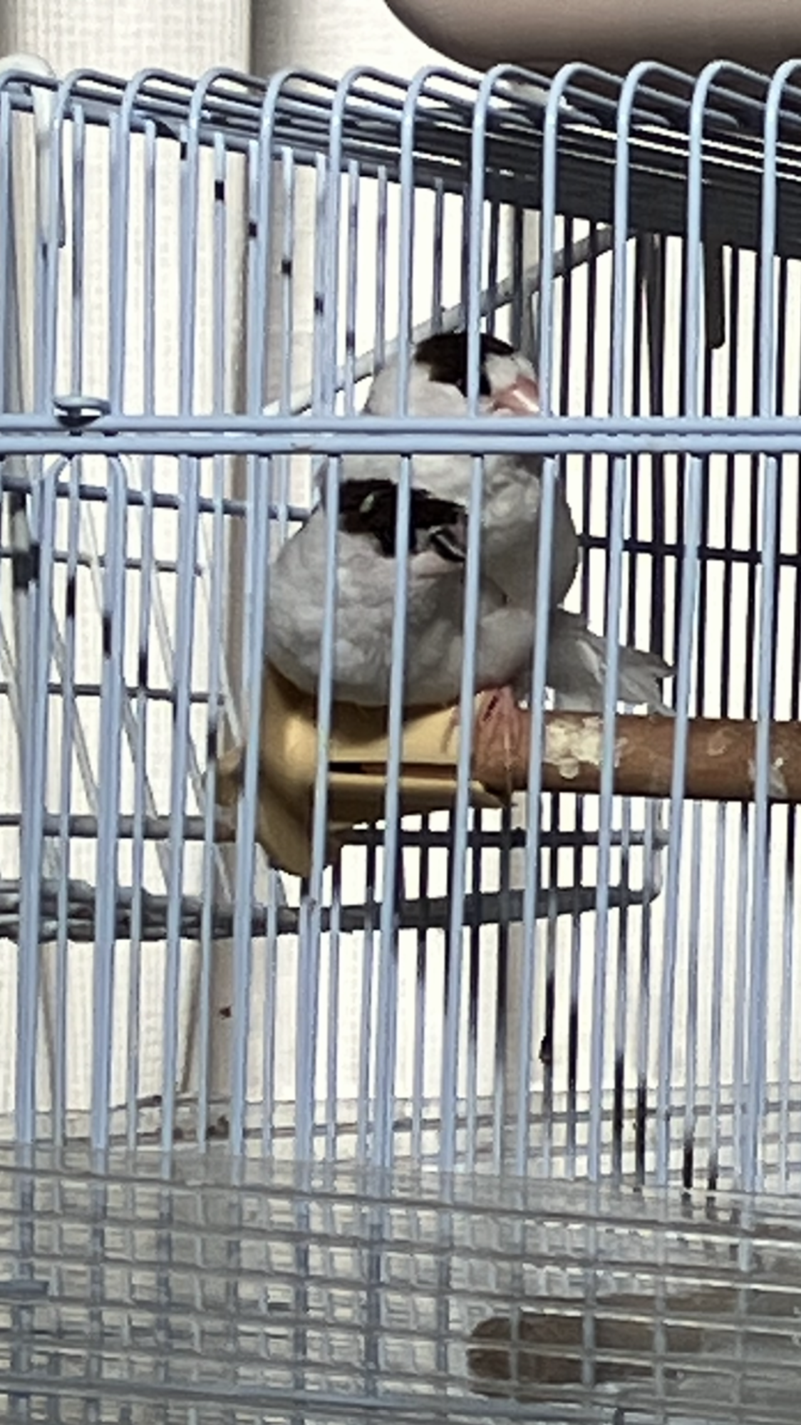一時中断中】十姉妹3羽...」栃木県 - 鳥の里親募集(521375) 2枚目の画像 :: ペットのおうち【里親決定25万頭！】