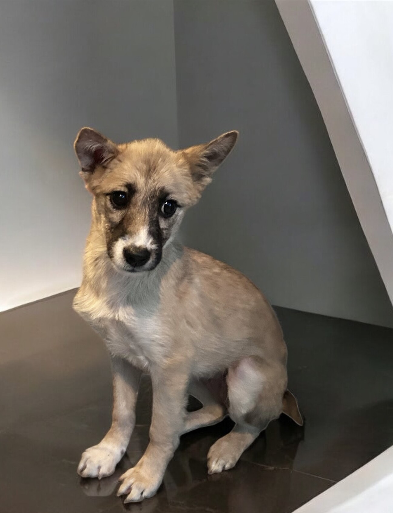 「約3ヶ月の子犬里親緊急募集」大阪府 - 犬の里親募集(521580) :: ペットのおうち【里親決定29万頭！】