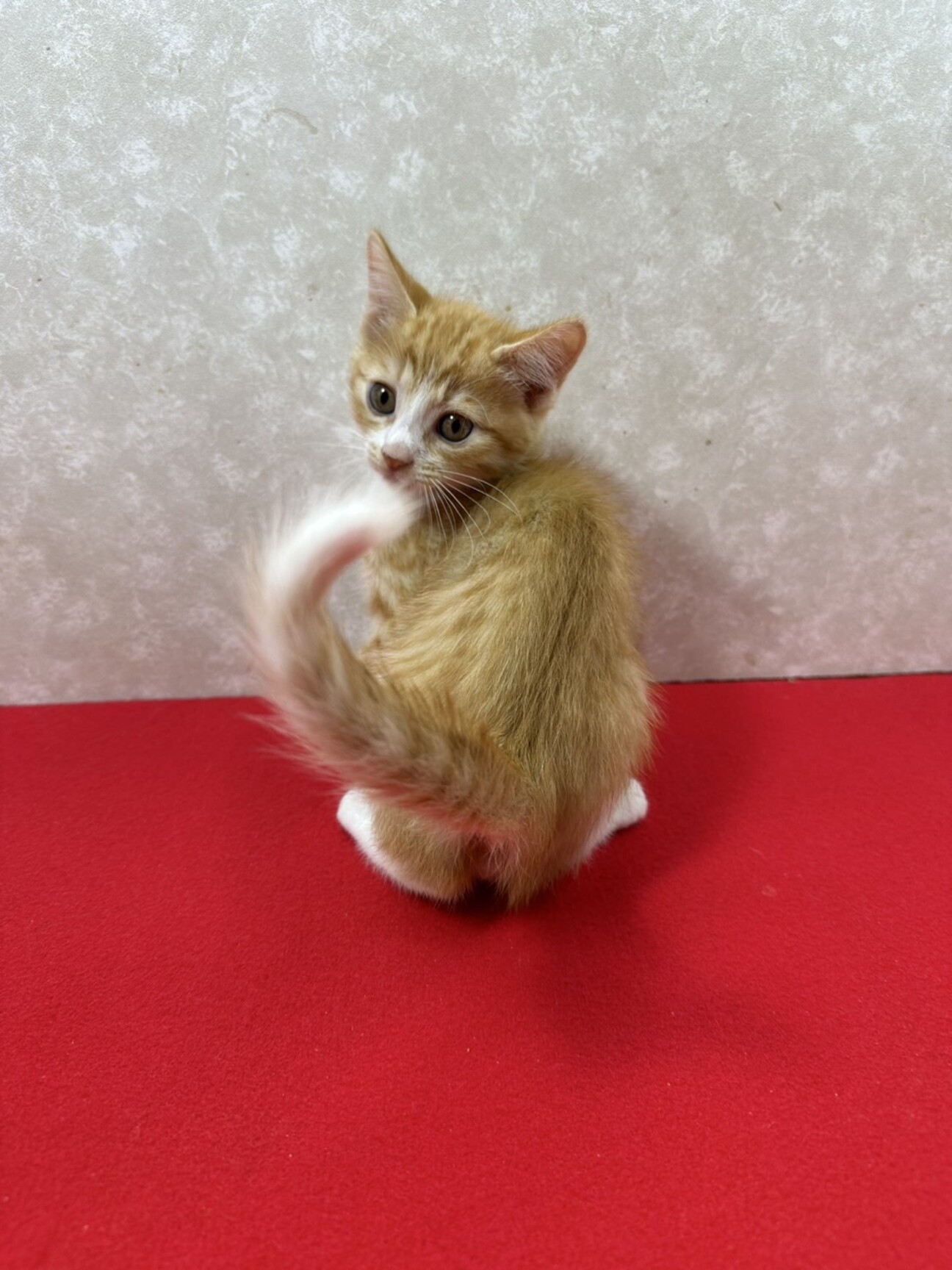 「慣れ慣れ3兄妹初参加！ソ...」東京都 - 猫の里親募集(522017) 3枚目の画像 :: ペットのおうち【里親決定25万頭！】