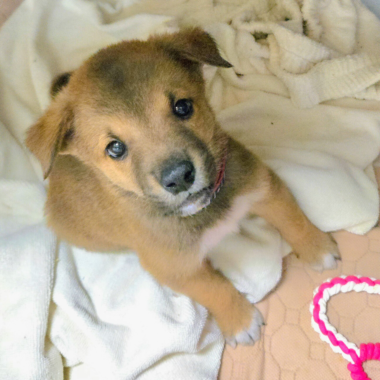 「元気印の甘えん坊MIX子...」奈良県 - 犬の里親募集(522038) :: ペットのおうち【里親決定29万頭！】