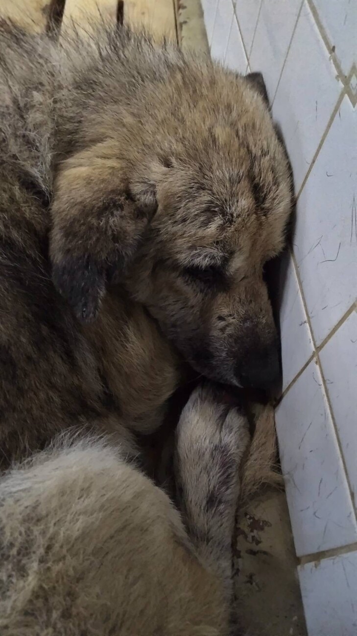 「殺処分対象 ️収容期限8...」山口県 - 犬の里親募集(522063) 4枚目の画像 :: ペットのおうち【里親決定25万頭！】