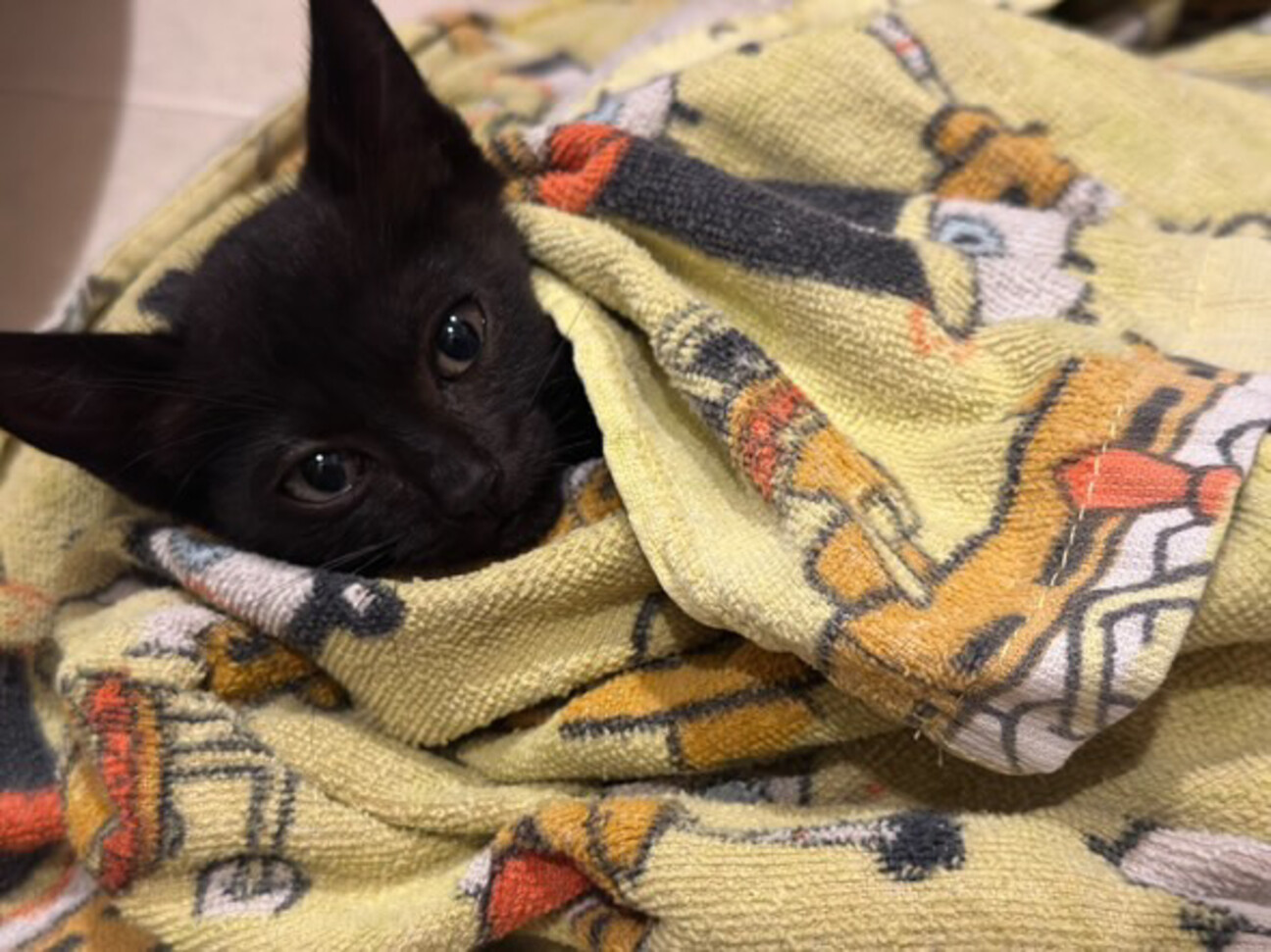 「小顔でびじん、魅力的な黒...」埼玉県 - 猫の里親募集(522068) :: ペットのおうち【里親決定29万頭！】