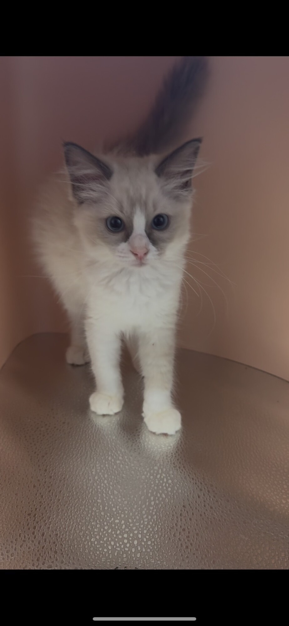 「ラグドール女の子」千葉県 - 猫の里親募集(522082) :: ペットのおうち【里親決定29万頭！】