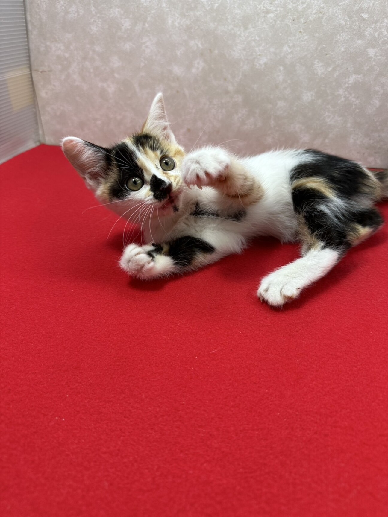 「三毛好き必見！慣れている...」東京都 - 猫の里親募集(522093) 4枚目の画像 :: ペットのおうち【里親決定25万頭！】