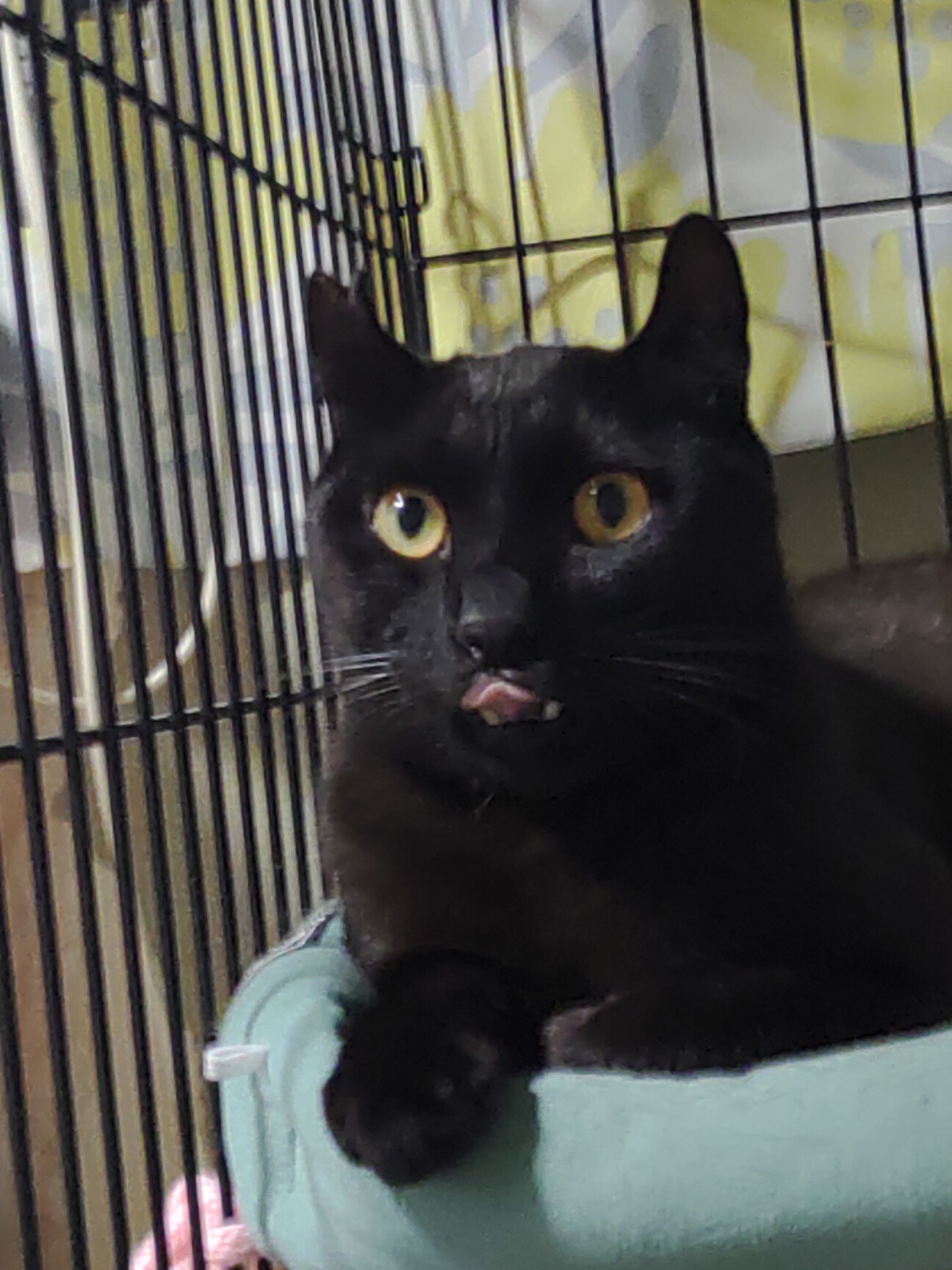 「1歳くらい元気な黒い男の子」京都府 - 猫の里親募集(522143) :: ペットのおうち【里親決定29万頭！】