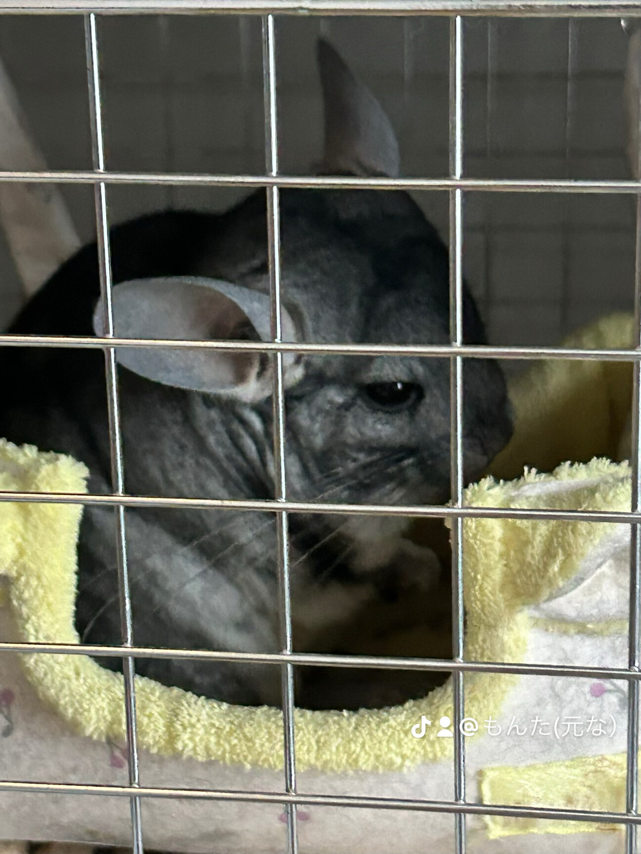 「チンチラ」鹿児島県 - 小動物の里親募集(522175) :: ペットのおうち【里親決定29万頭！】