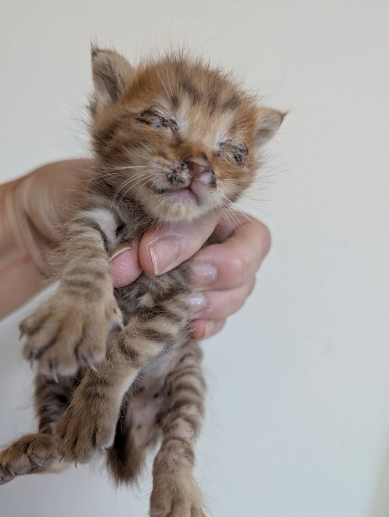 「頑張って生きてくれた可愛...」兵庫県 - 猫の里親募集(522283) :: ペットのおうち【里親決定29万頭！】