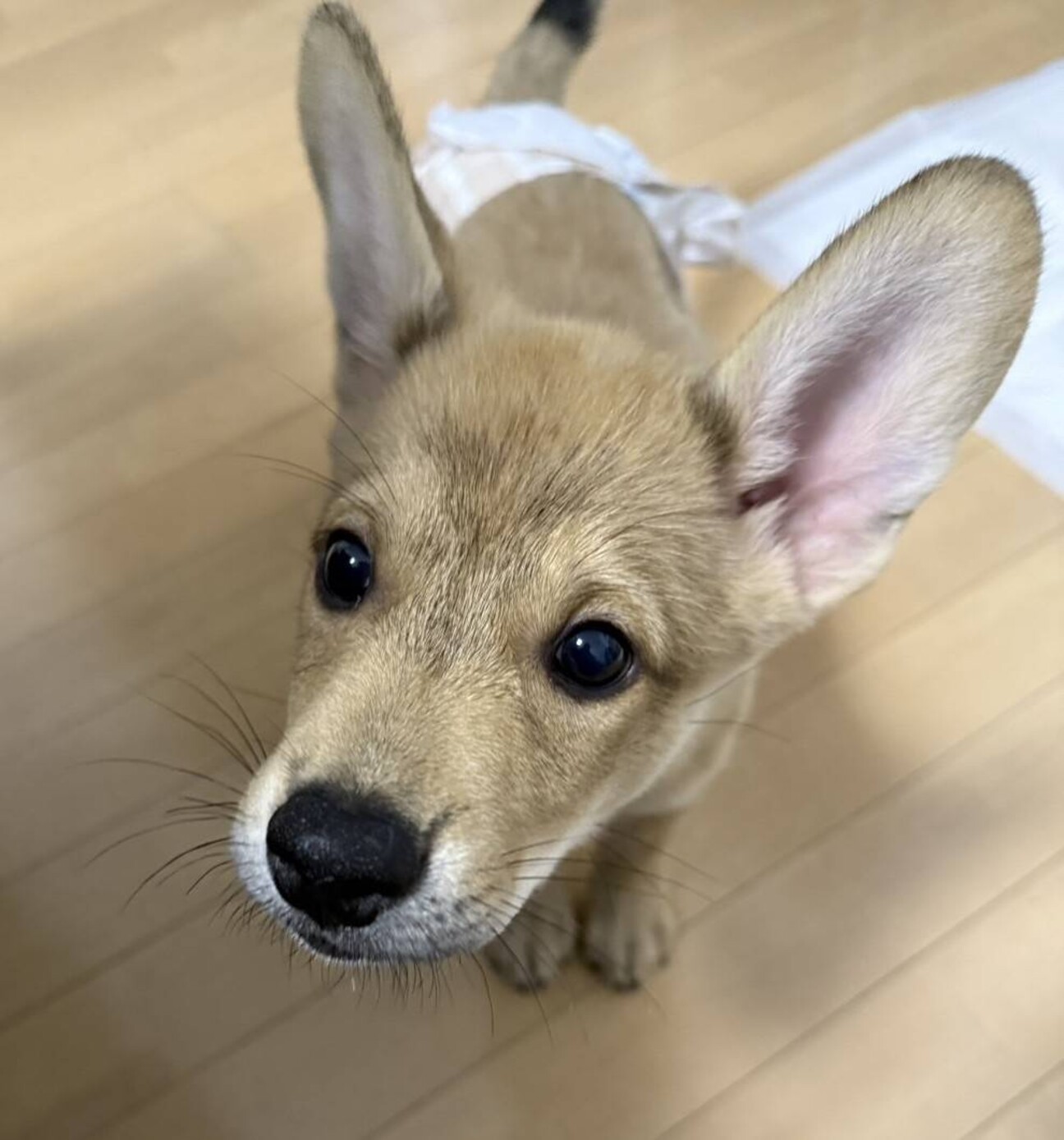 「ヤンチャすぎる男の子元気...」福岡県 - 犬の里親募集(522330) :: ペットのおうち【里親決定29万頭！】