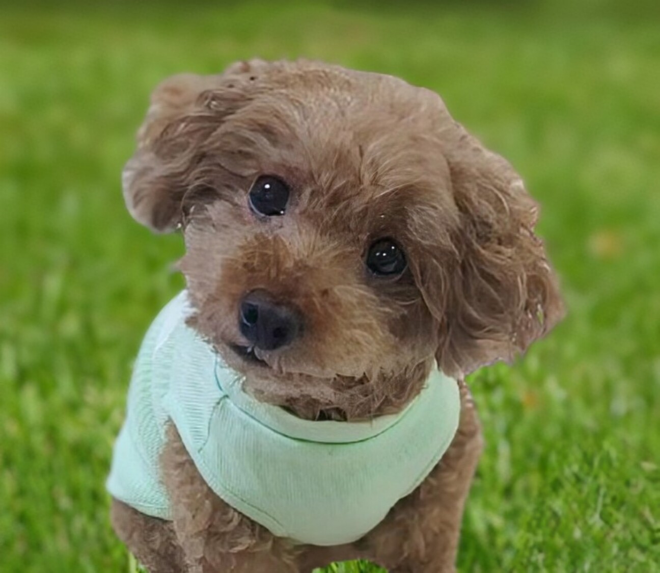 「人懐っこい食いしん坊ちゃん♡」静岡県 - 犬の里親募集(522080) :: ペットのおうち【里親決定29万頭！】