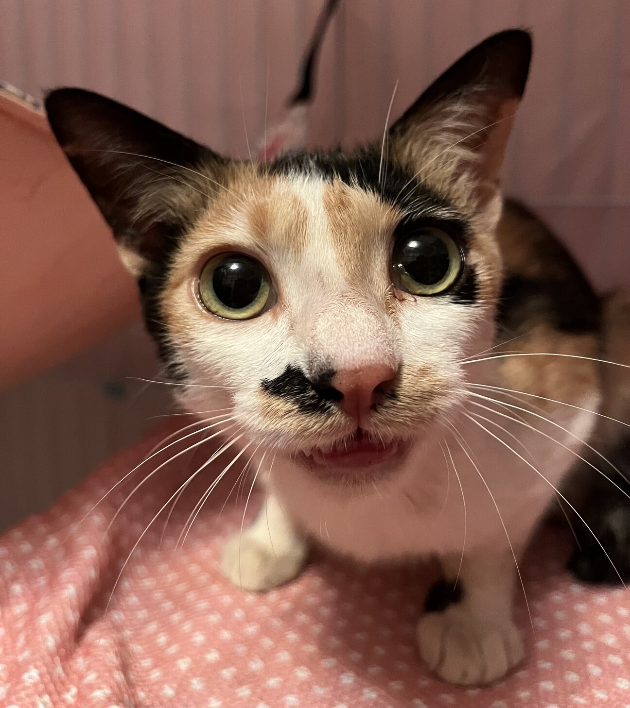 「美人な三毛♪ベラちゃん」千葉県 - 猫の里親募集(523057) :: ペットのおうち【里親決定29万頭！】