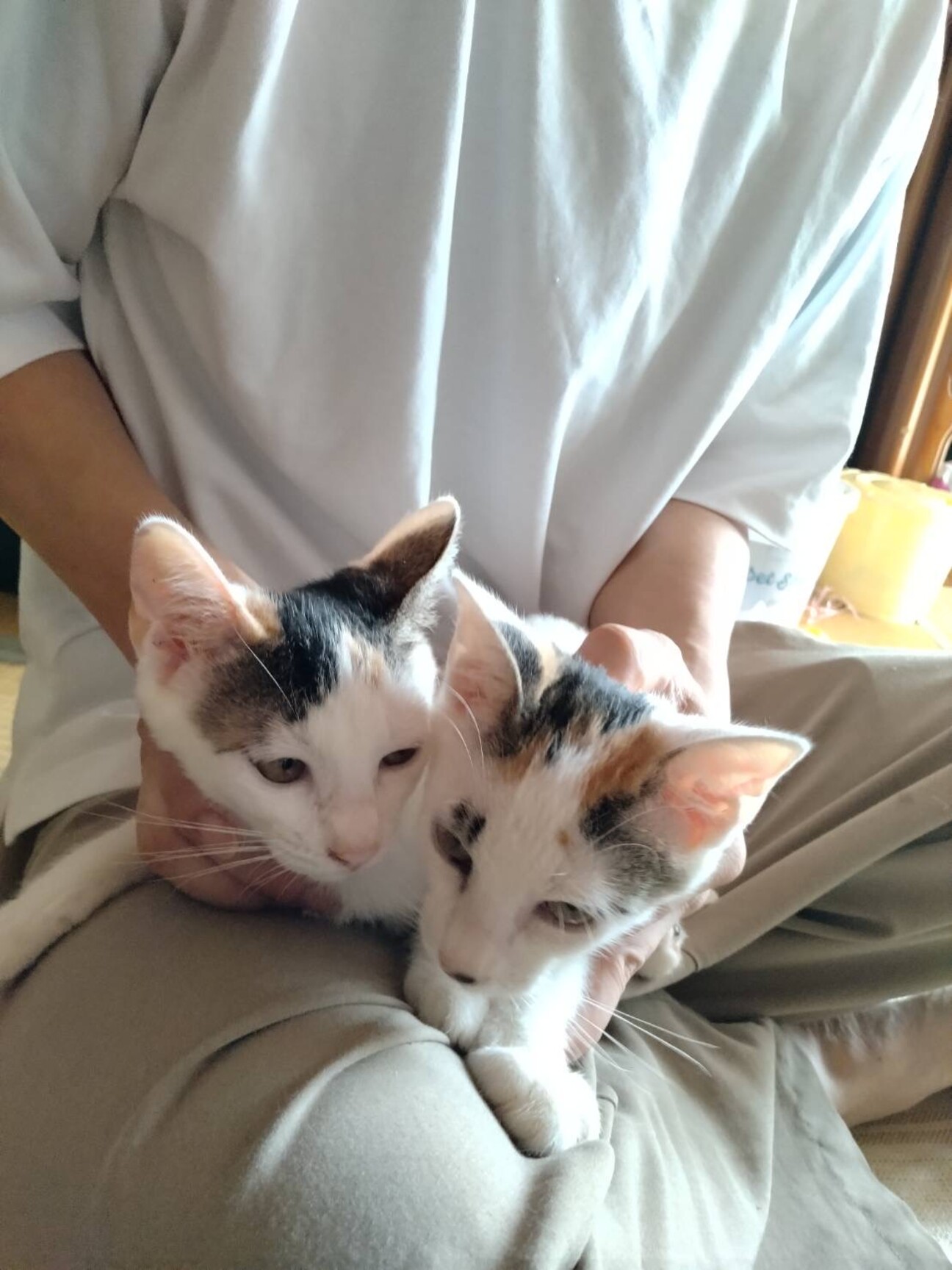 「白三毛姉妹、こももちゃん...」福島県 - 猫の里親募集(523058) :: ペットのおうち【里親決定29万頭！】