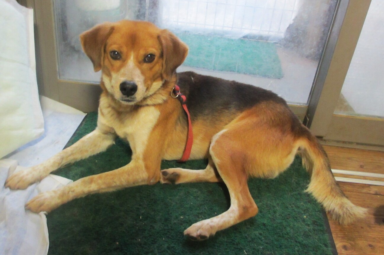 「いつもニコニコごきげんさ...」大阪府 - 犬の里親募集(523084) :: ペットのおうち【里親決定29万頭！】