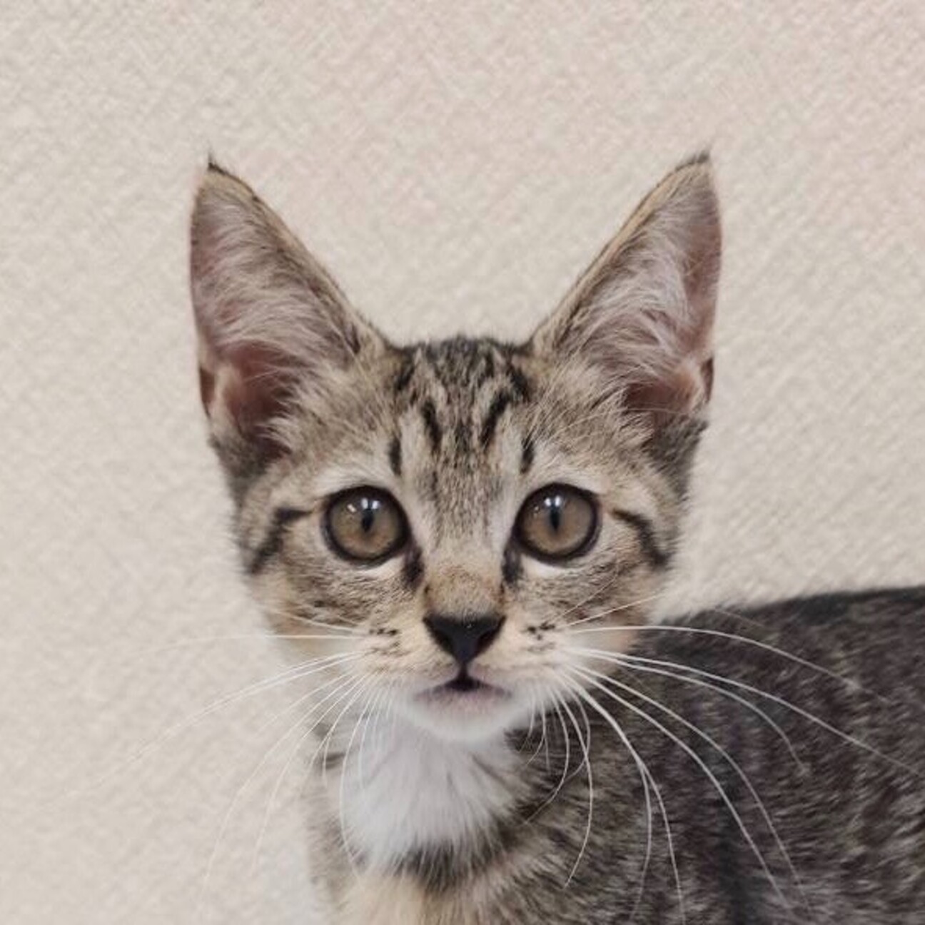 「10/5高田馬場★ガラシ...」東京都 - 猫の里親募集(521773) :: ペットのおうち【里親決定29万頭！】