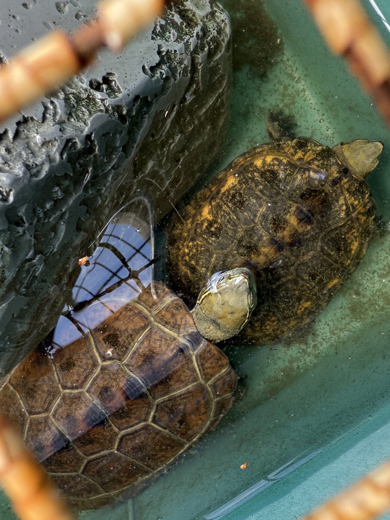「クサガメ、イシガメ、ウンキュウ」宮城県 - 爬虫類・他の里親募集(523320) :: ペットのおうち【里親決定29万頭！】