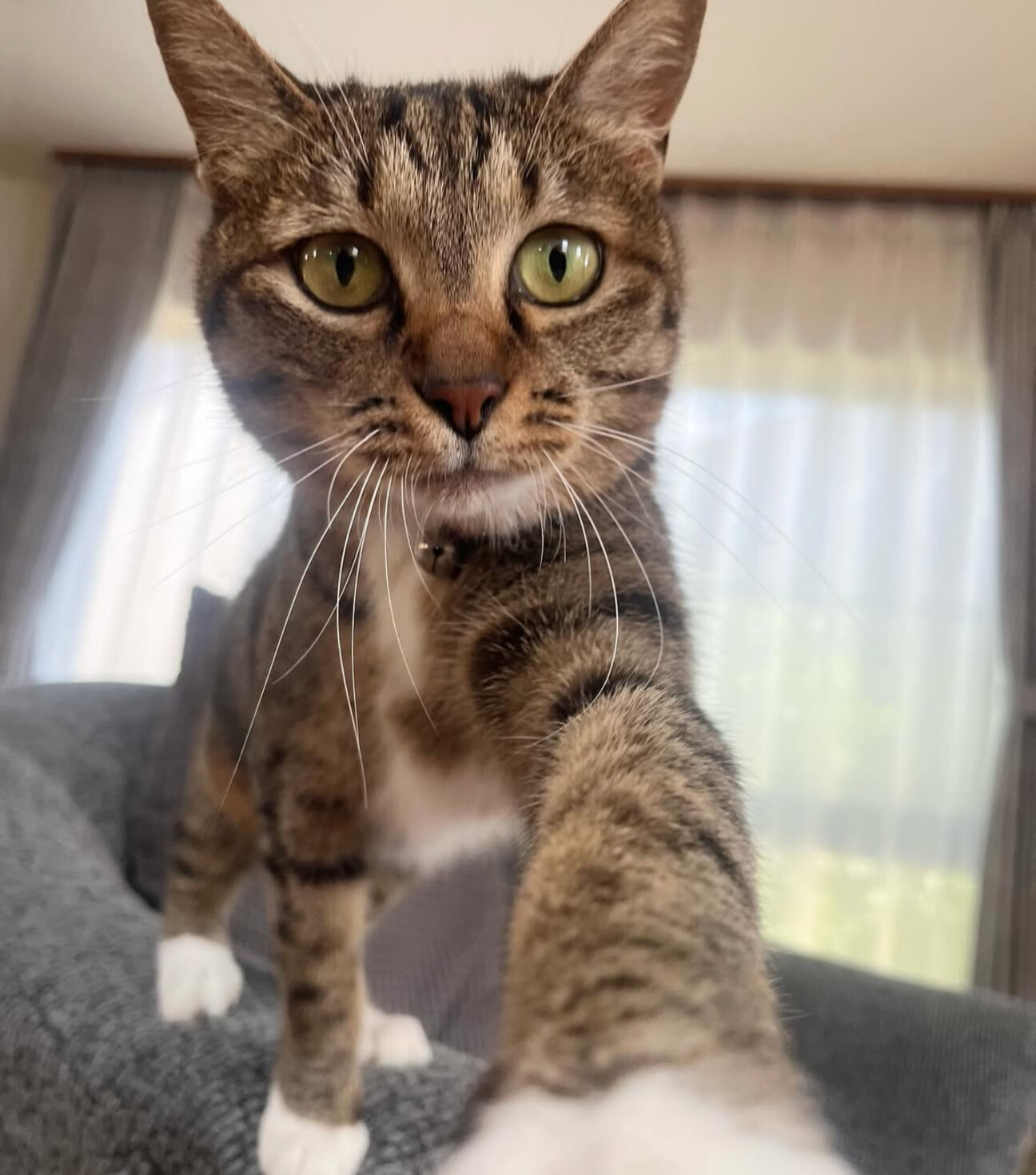 「靴下を履いた甘えん坊ねこ...」東京都 - 猫の里親募集(523398) 5枚目の画像 :: ペットのおうち【里親決定25万頭！】