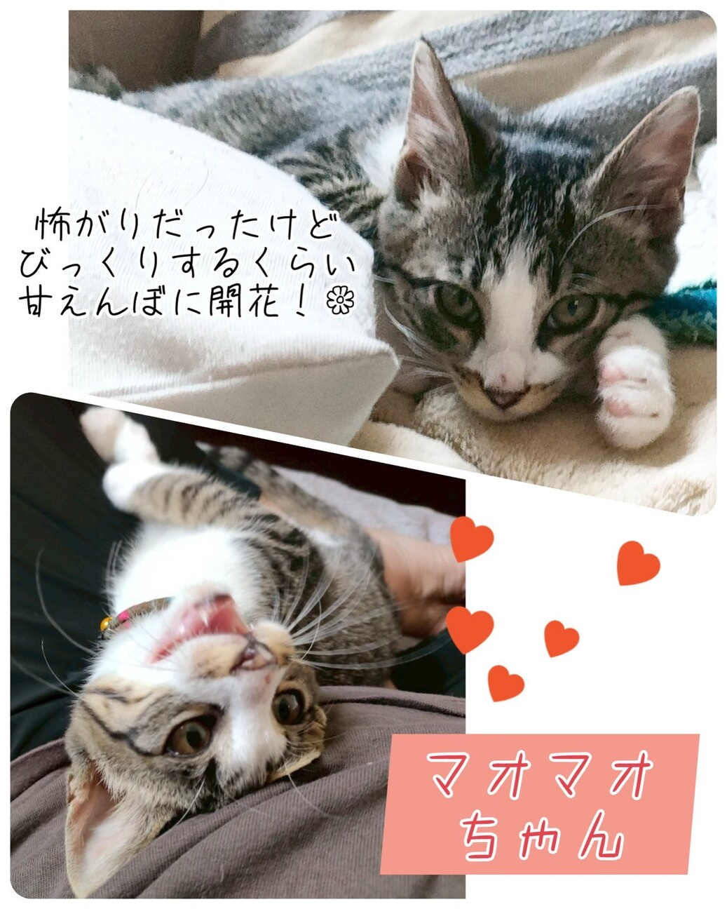 「まだら家」（まだらダラダラ猫のイベント #26662） :: ペットのおうち【里親決定29万頭！】