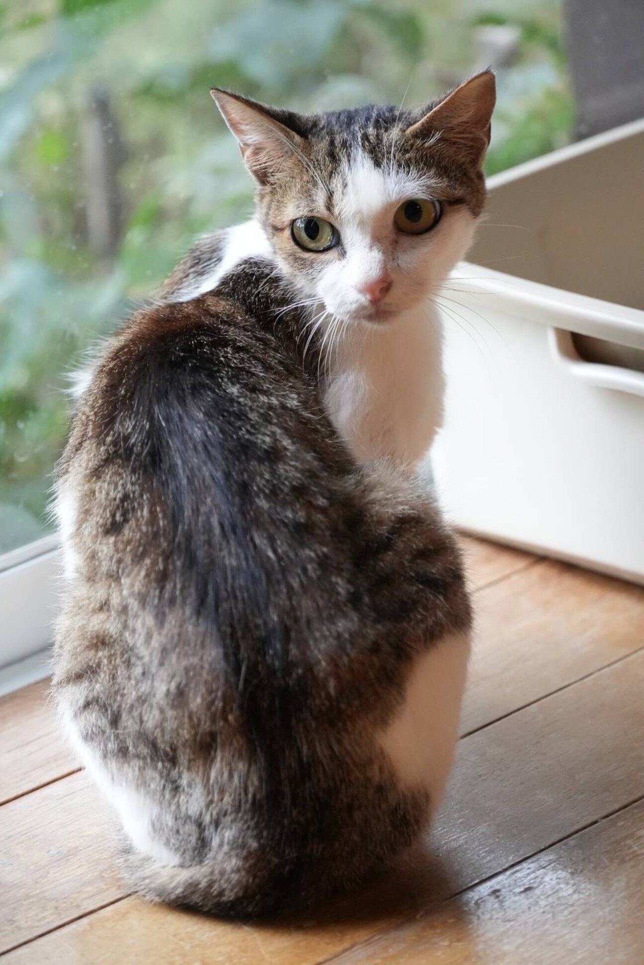 「人が大好き穏やかで甘え上...」神奈川県 - 猫の里親募集(523558) :: ペットのおうち【里親決定29万頭！】