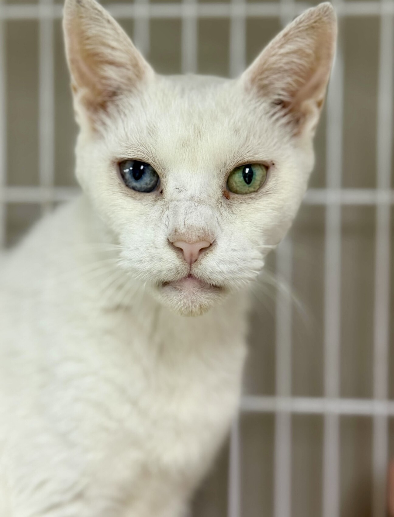 「オッドアイのシニア白猫⭐...」東京都 - 猫の里親募集(523581) 2枚目の画像 :: ペットのおうち【里親決定25万頭！】