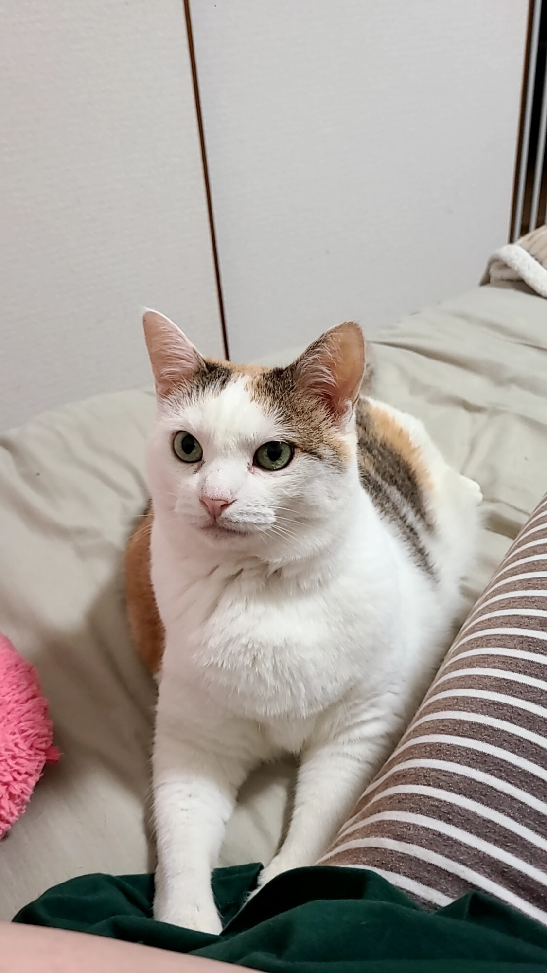 「ベッタリ甘々な三毛猫♀」静岡県 - 猫の里親募集(524318) :: ペットのおうち【里親決定29万頭！】