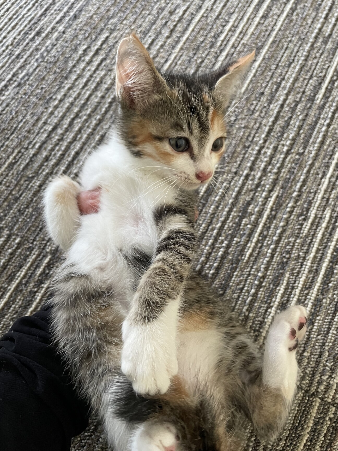 「9月4日保護 きじミケの...」熊本県 - 猫の里親募集(524770) 2枚目の画像 :: ペットのおうち【里親決定25万頭！】