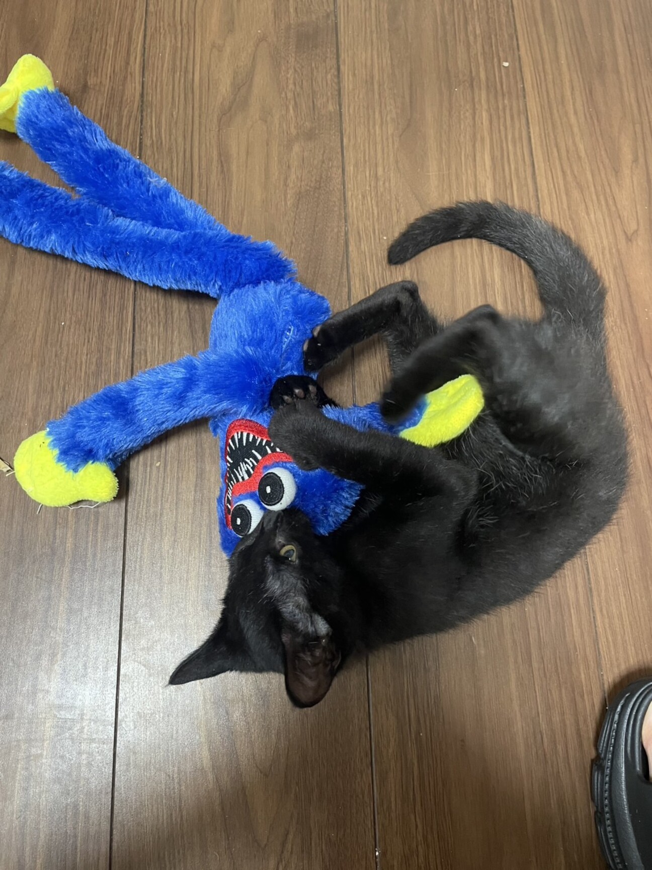 「病弱から活発な女の子に成...」兵庫県 - 猫の里親募集(524901) :: ペットのおうち【里親決定29万頭！】