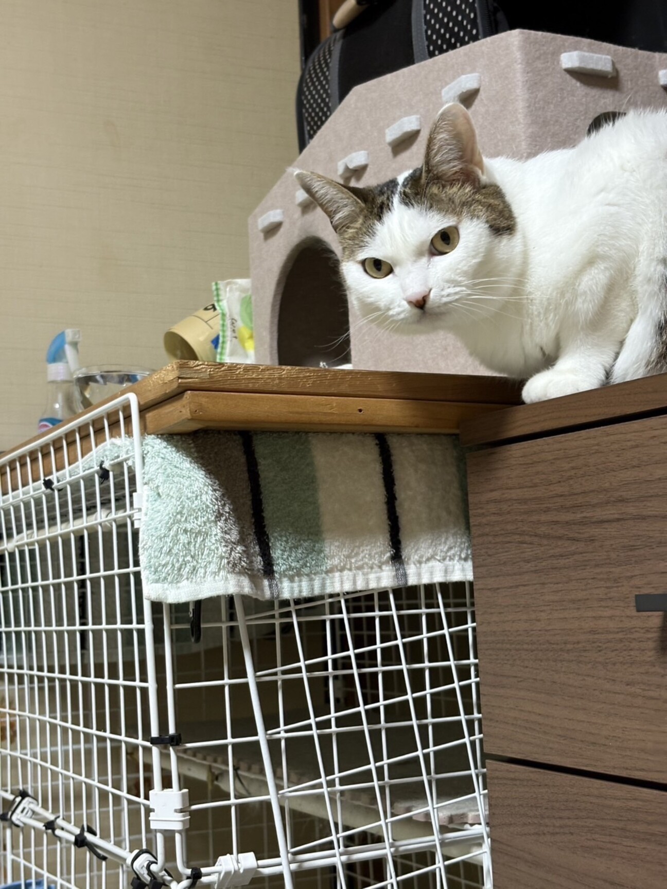 「ご高齢の方に。スリゴロま...」茨城県 - 猫の里親募集(524907) :: ペットのおうち【里親決定29万頭！】