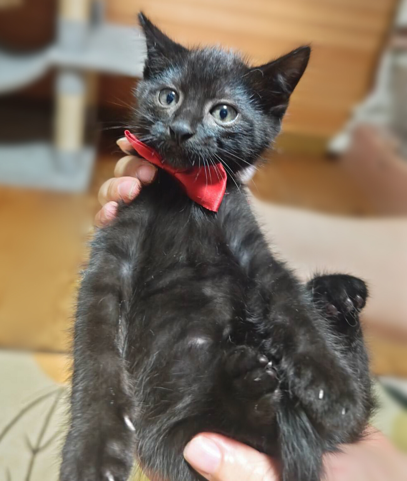 「まんまる兄妹！黒猫『まめ...」千葉県 - 猫の里親募集(524985) :: ペットのおうち【里親決定29万頭！】