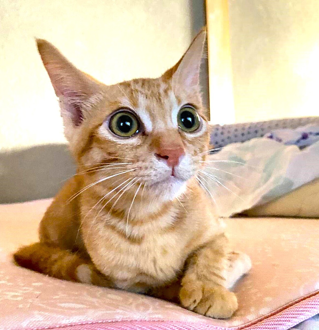 「賢いハピくん！」奈良県 - 猫の里親募集(525136) :: ペットのおうち【里親決定29万頭！】