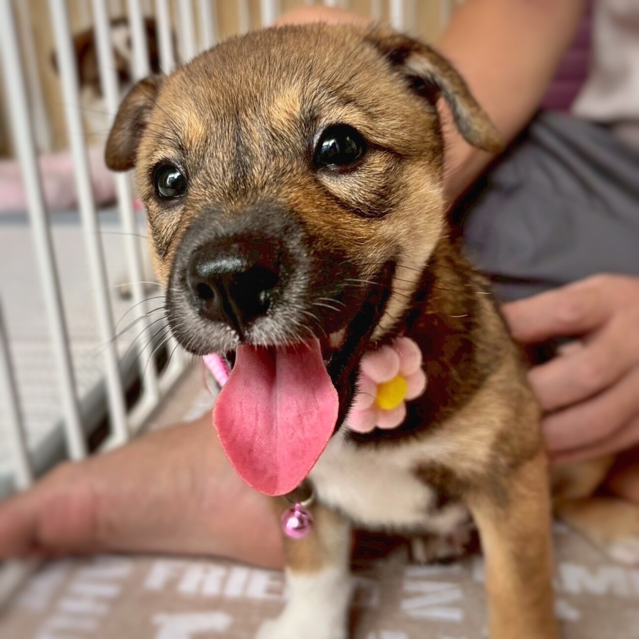 「かわいい子犬 ジェミニち...」岡山県 - 犬の里親募集(525286) :: ペットのおうち【里親決定29万頭！】