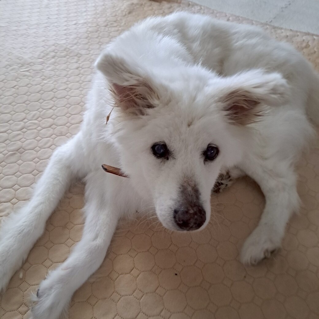 「側にいてくれると嬉しいな...」愛知県 - 犬の里親募集(525354) 3枚目の画像 :: ペットのおうち【里親決定25万頭！】