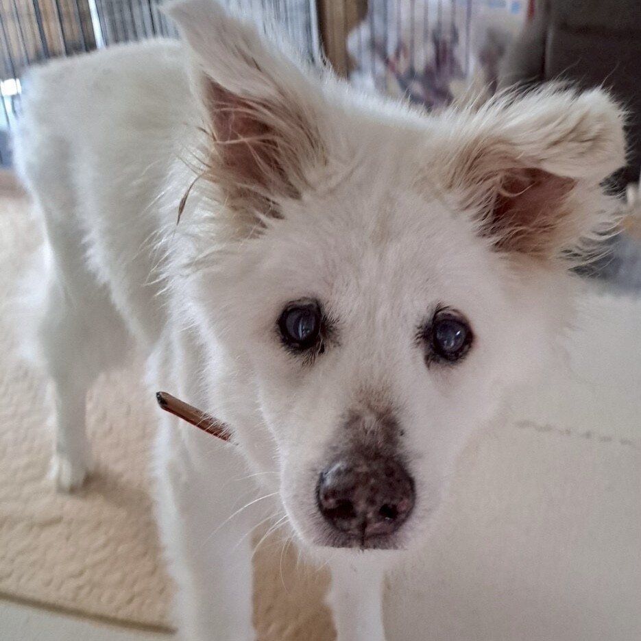 「側にいてくれると嬉しいな...」愛知県 - 犬の里親募集(525354) 6枚目の画像 :: ペットのおうち【里親決定25万頭！】