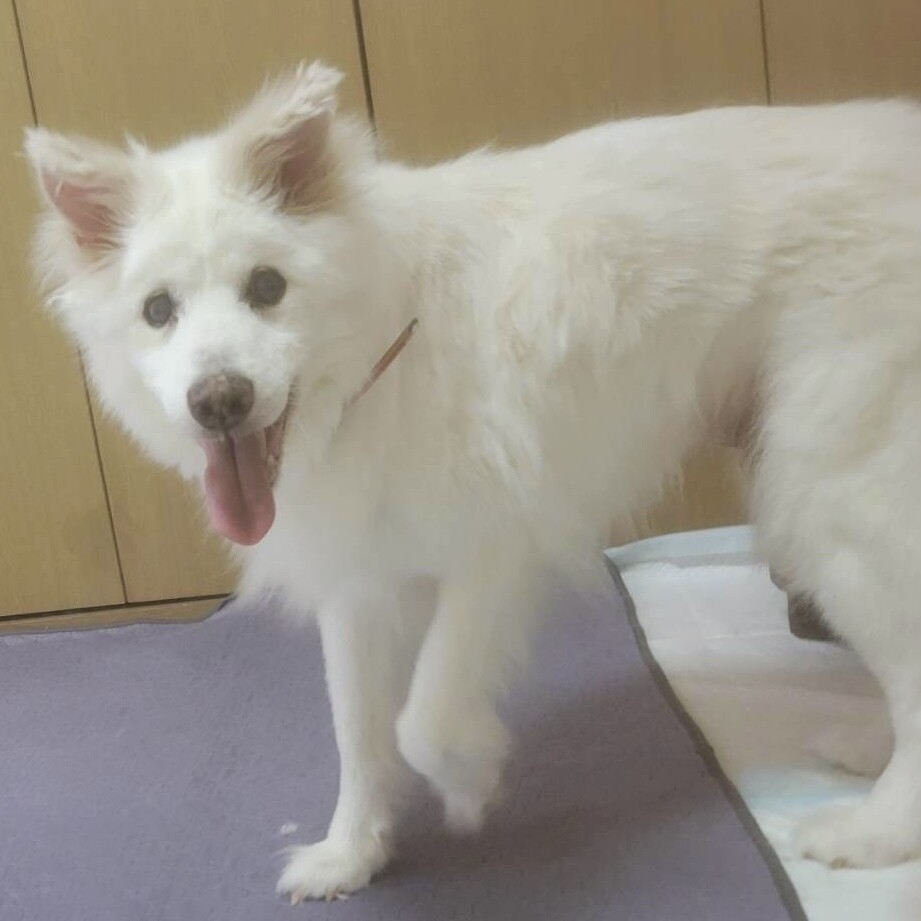 「側にいてくれると嬉しいな...」愛知県 - 犬の里親募集(525354) 7枚目の画像 :: ペットのおうち【里親決定25万頭！】