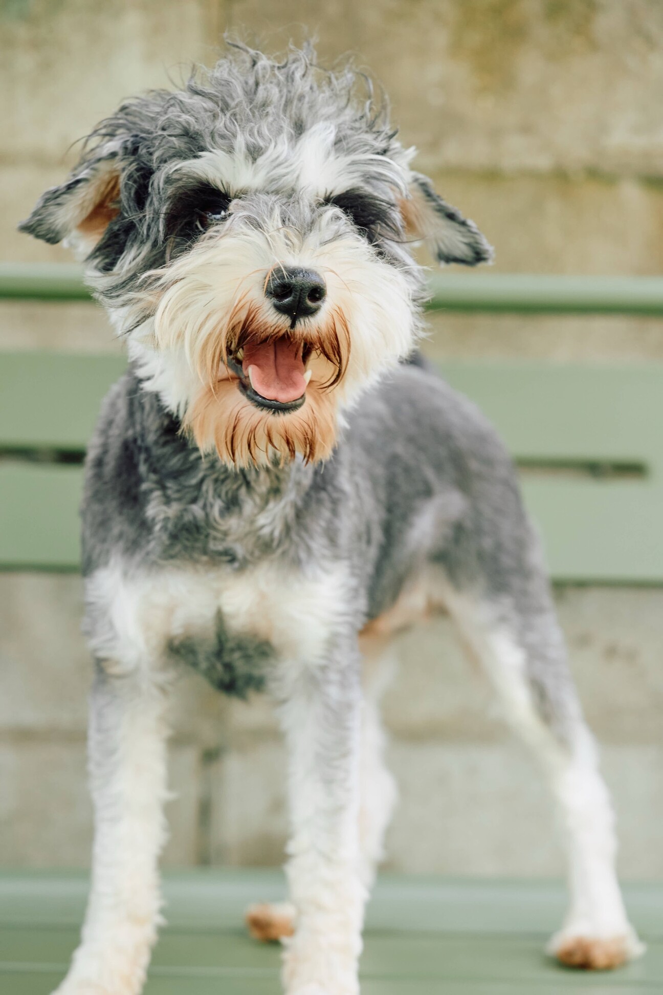 「元気なシュナウザーのモーちゃん」東京都 - 犬の里親募集(525447) :: ペットのおうち【里親決定29万頭！】