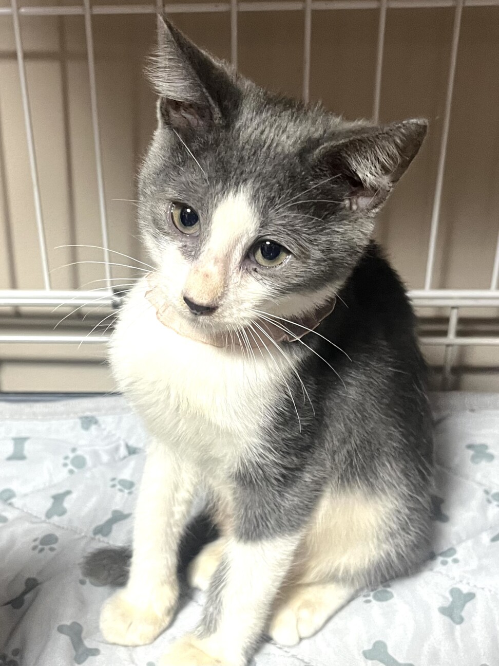 「里親決定。ポニーテールちゃん」山口県 - 猫の里親募集(525585) 4枚目の画像 :: ペットのおうち【里親決定25万頭！】